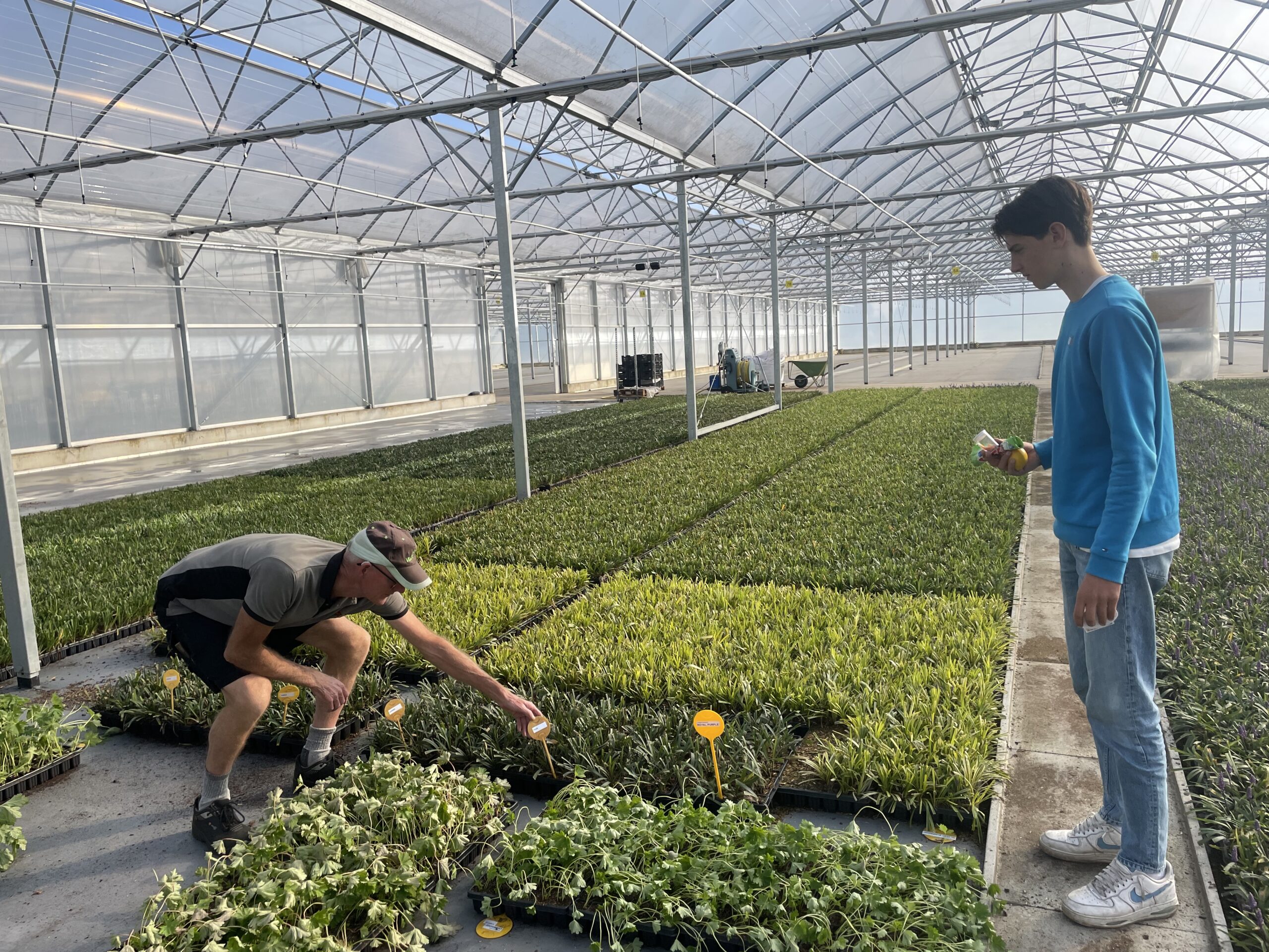 Havo P stagiaires onderzoeken invloed van zuren op groei planten - Zwijsen